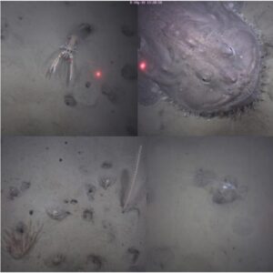 Join 2026 Nephrops Underwater TV Surveys (UWTV) - Smart Sea School